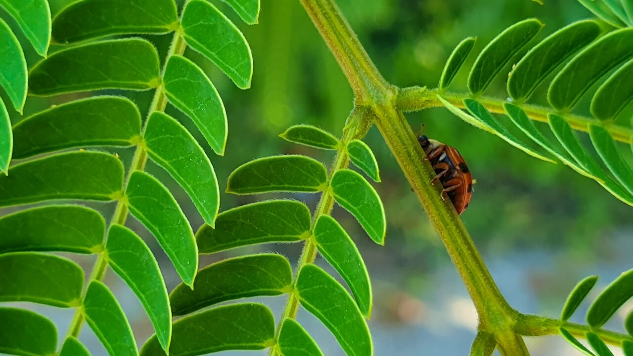 Insektivora: Pengertian, Contoh, Peran Ekologi, dan Update Klasifikasi ...